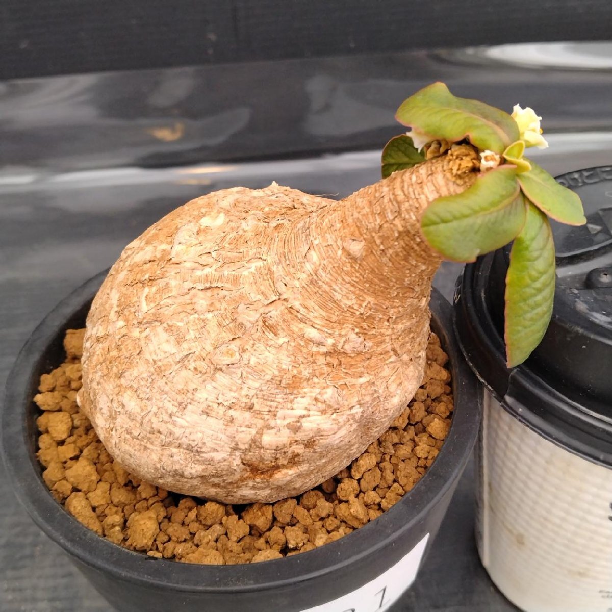 Yahoo!オークション - 8731 「多肉植物」ユーフォルビア プリムリフォ...