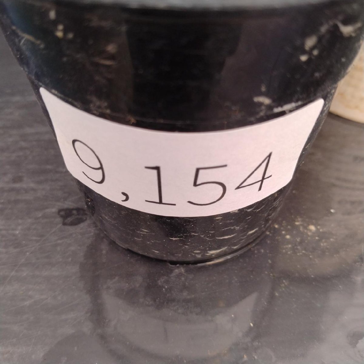 Yahoo!オークション - 9154 「観葉植物」おもと 斑入り 聖源 (せいげん...