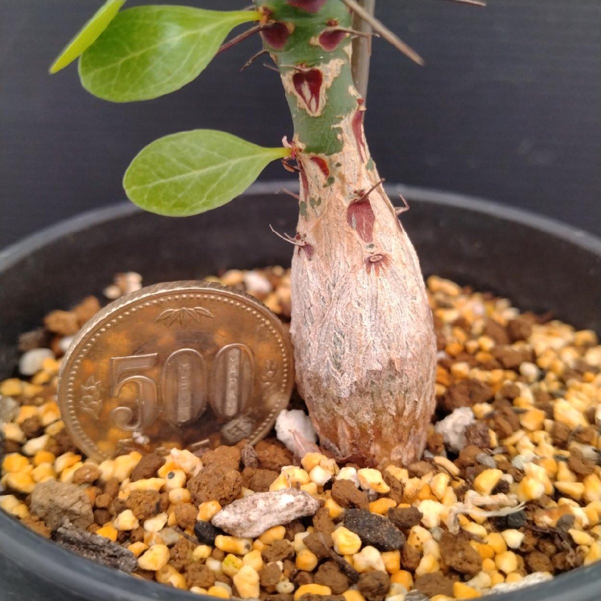 Yahoo!オークション - 8079 「実生」フォークイエリア ファシクラータ...