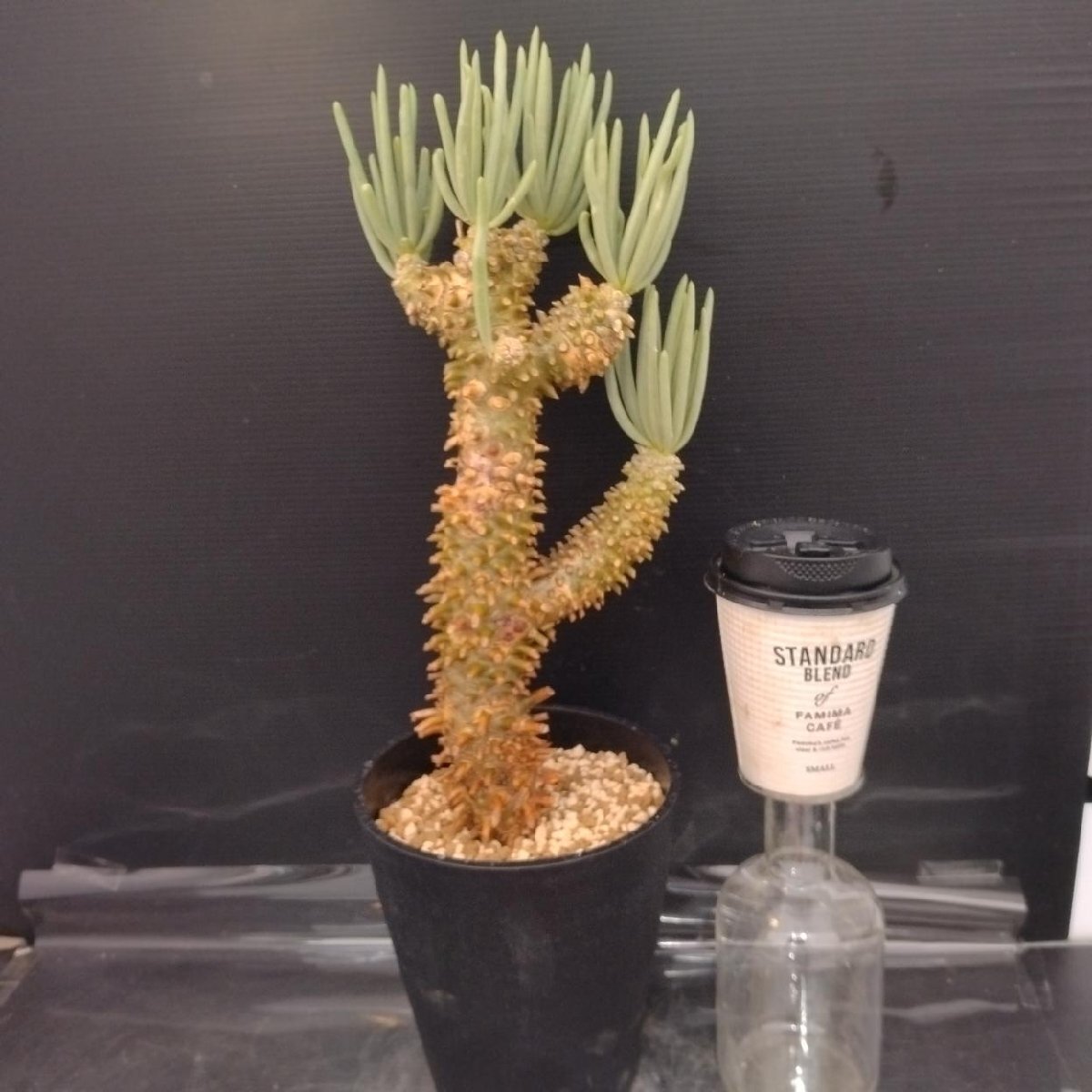 Yahoo!オークション - 8796 「塊根植物」チレコドン ワリチー 植え【発...