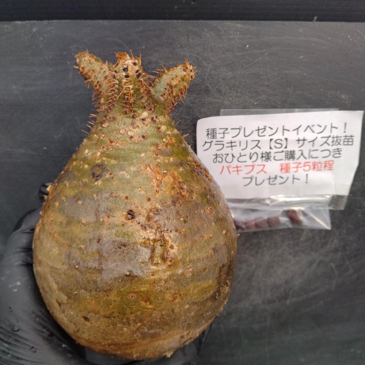 Yahoo!オークション - 7907 「種子プレゼントイベント」パキポディウム...