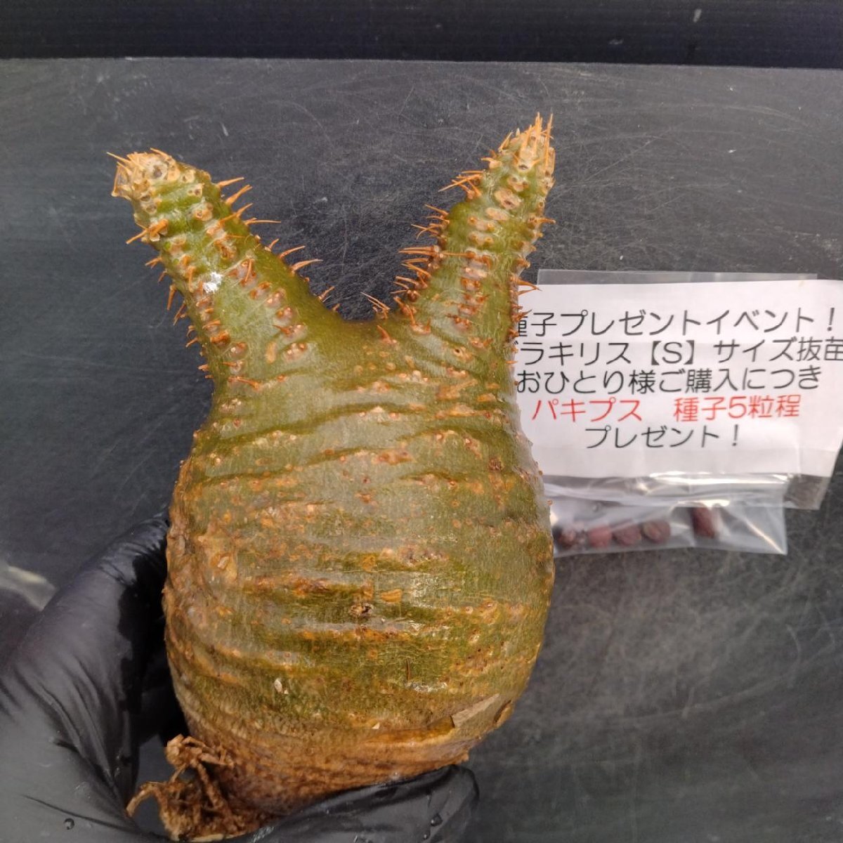 Yahoo!オークション - 7869 「種子プレゼントイベント」パキポディウム...