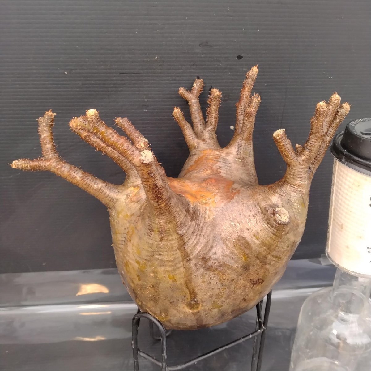 Yahoo!オークション - 8887 「塊根植物」パキポディウム グラキリス L ...