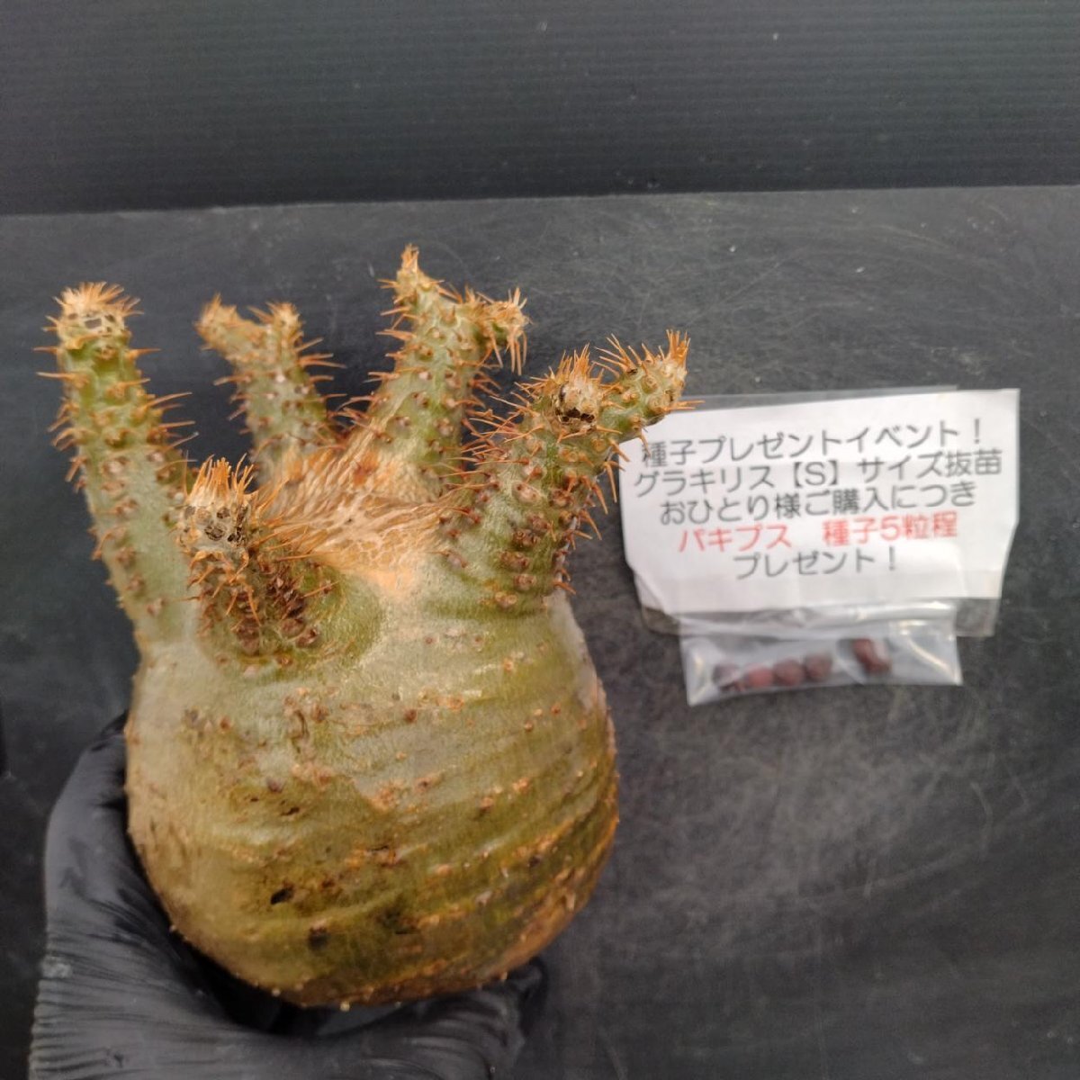 Yahoo!オークション - 7938 「種子プレゼントイベント」パキポディウム...