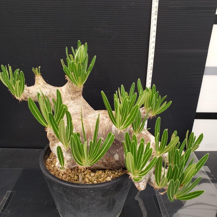 Yahoo!オークション - 9905 「塊根植物」パキポディウム イノピナツム ...