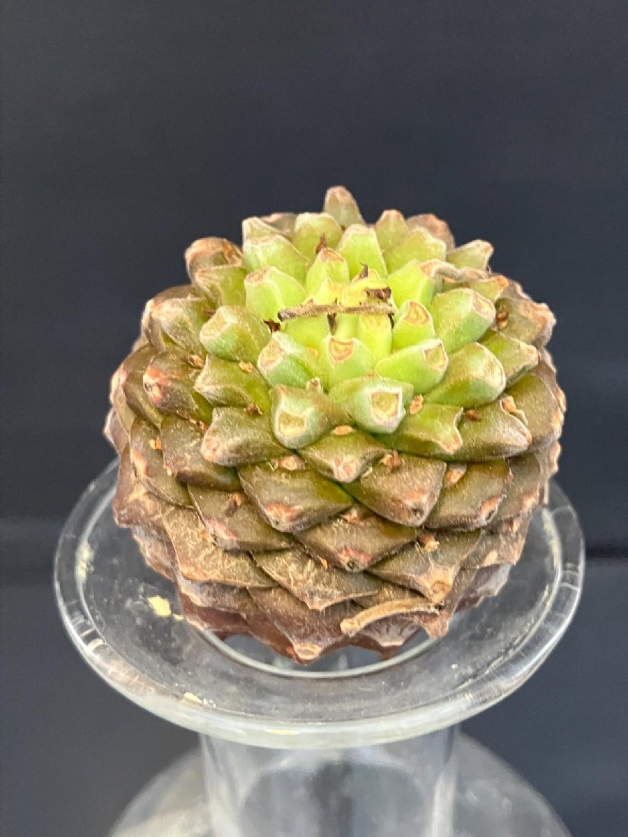 Yahoo!オークション - 8261 「多肉植物」ユーフォルビア ブプレウリフ...