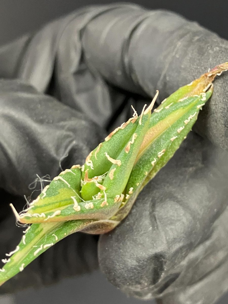 Yahoo!オークション - 8292 「多肉植物」アガベ 南アフリカダイヤモン...