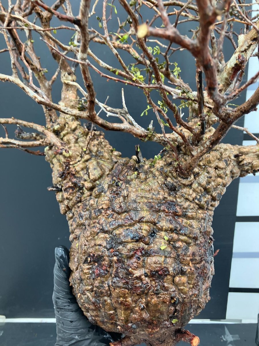 Yahoo!オークション - 7667 「塊根植物」マダガスカル特急便 オペルク...