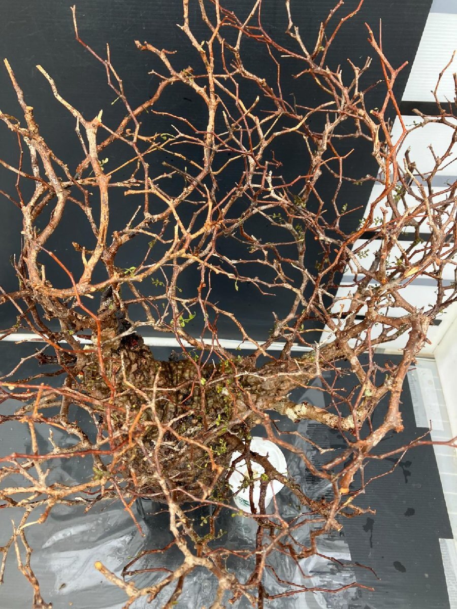 Yahoo!オークション - 7667 「塊根植物」マダガスカル特急便 オペルク...