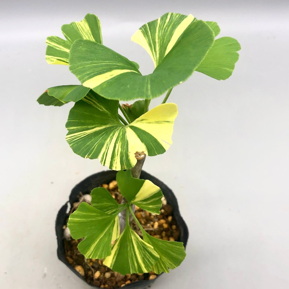 Yahoo!オークション - -G93-イチョウ【斑入り・雌木】050836