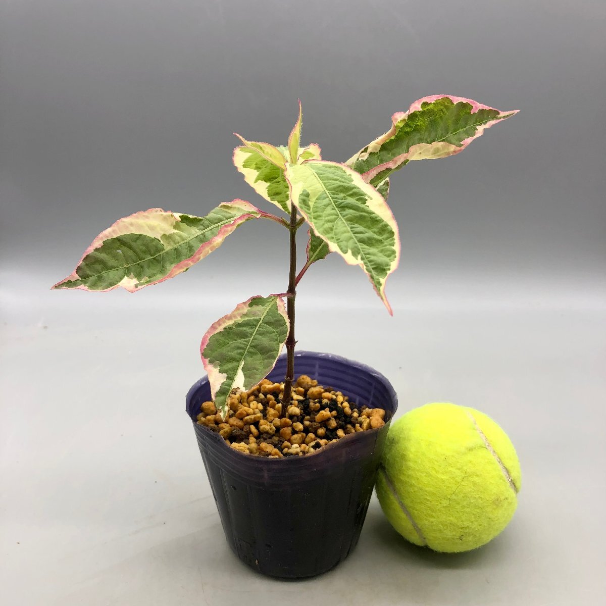 Yahoo!オークション - -G93-イノコヅチ【斑入り】 052021