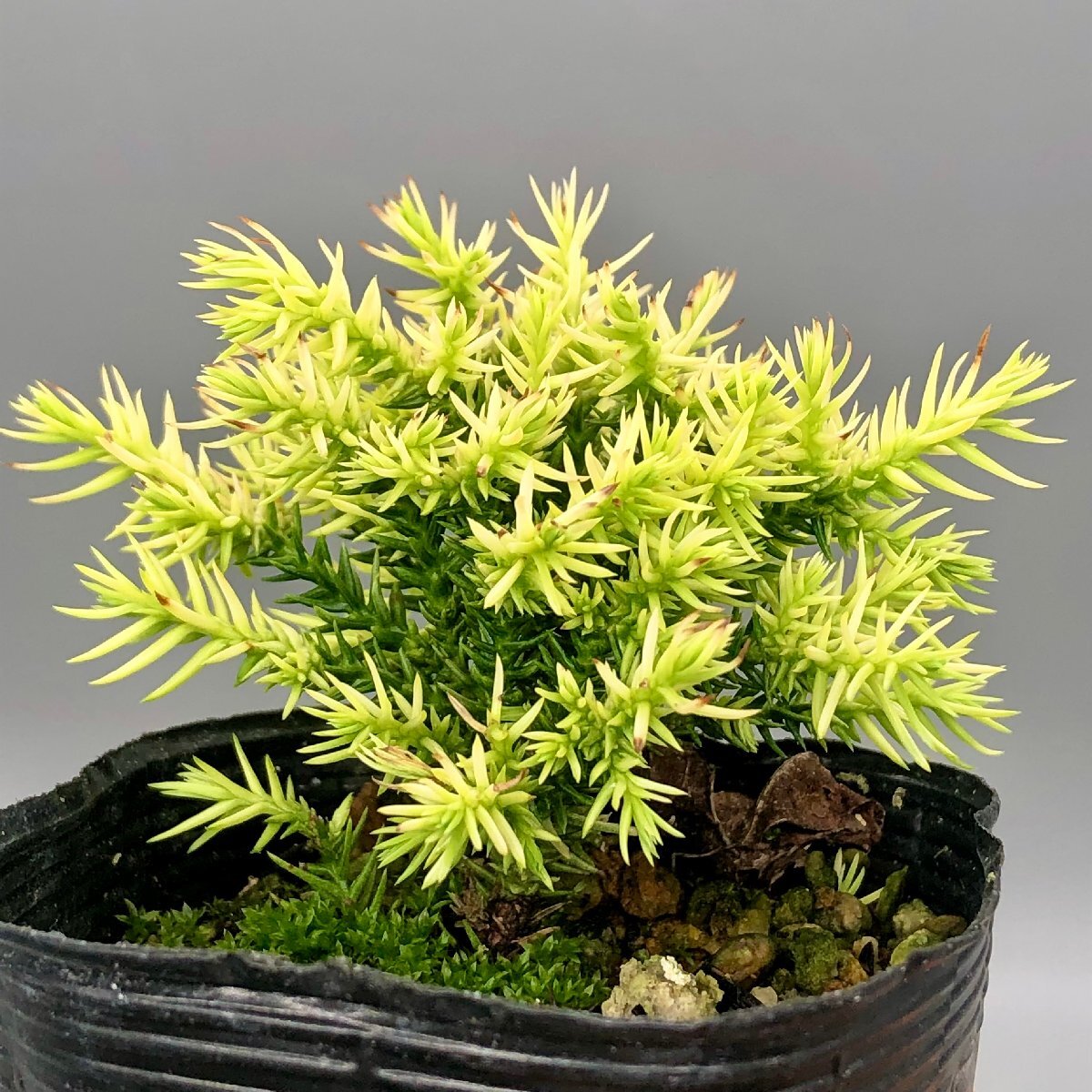 Yahoo!オークション - -G93-スギ ’白妙‘【目白・八房】 053043