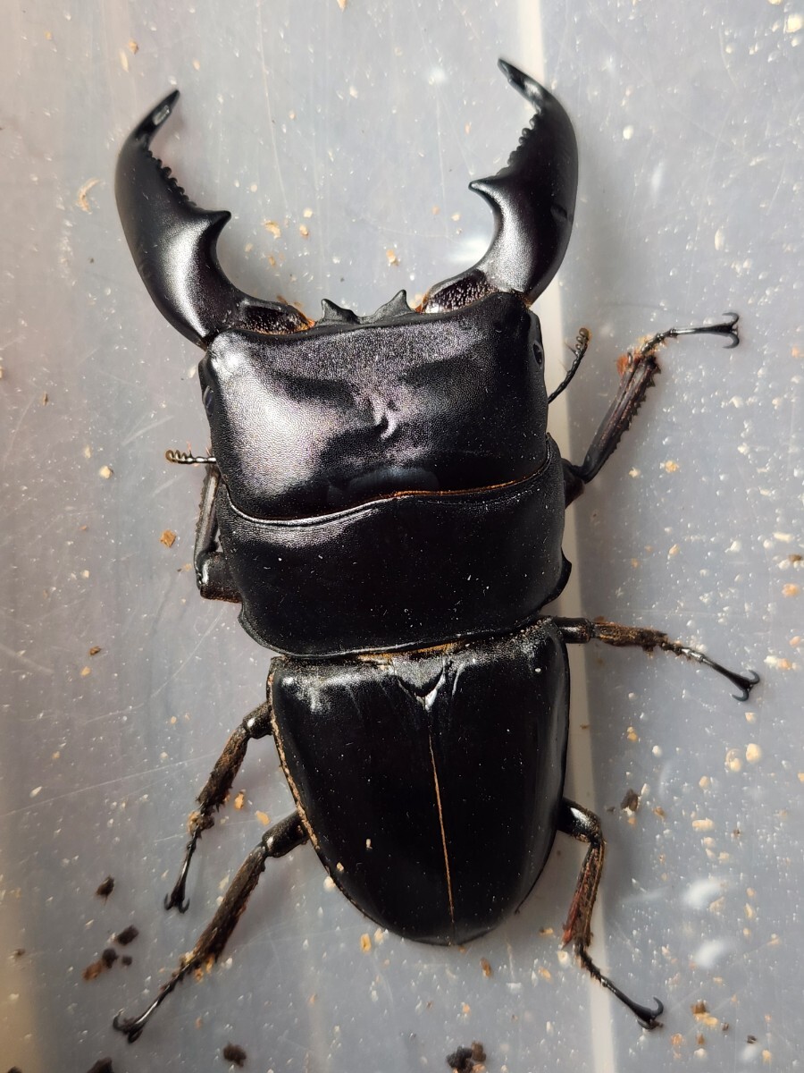 Yahoo!オークション - KDT×HiroAche 同腹ペア ♂100.0mm ♀53.0mm ス...