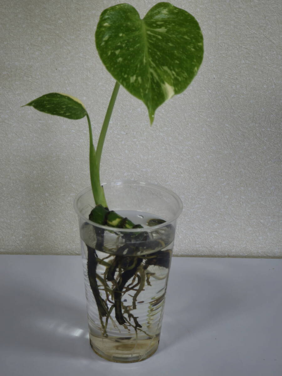 Yahoo!オークション - 斑入りモンステラ・イエローモンスター・タイコ...