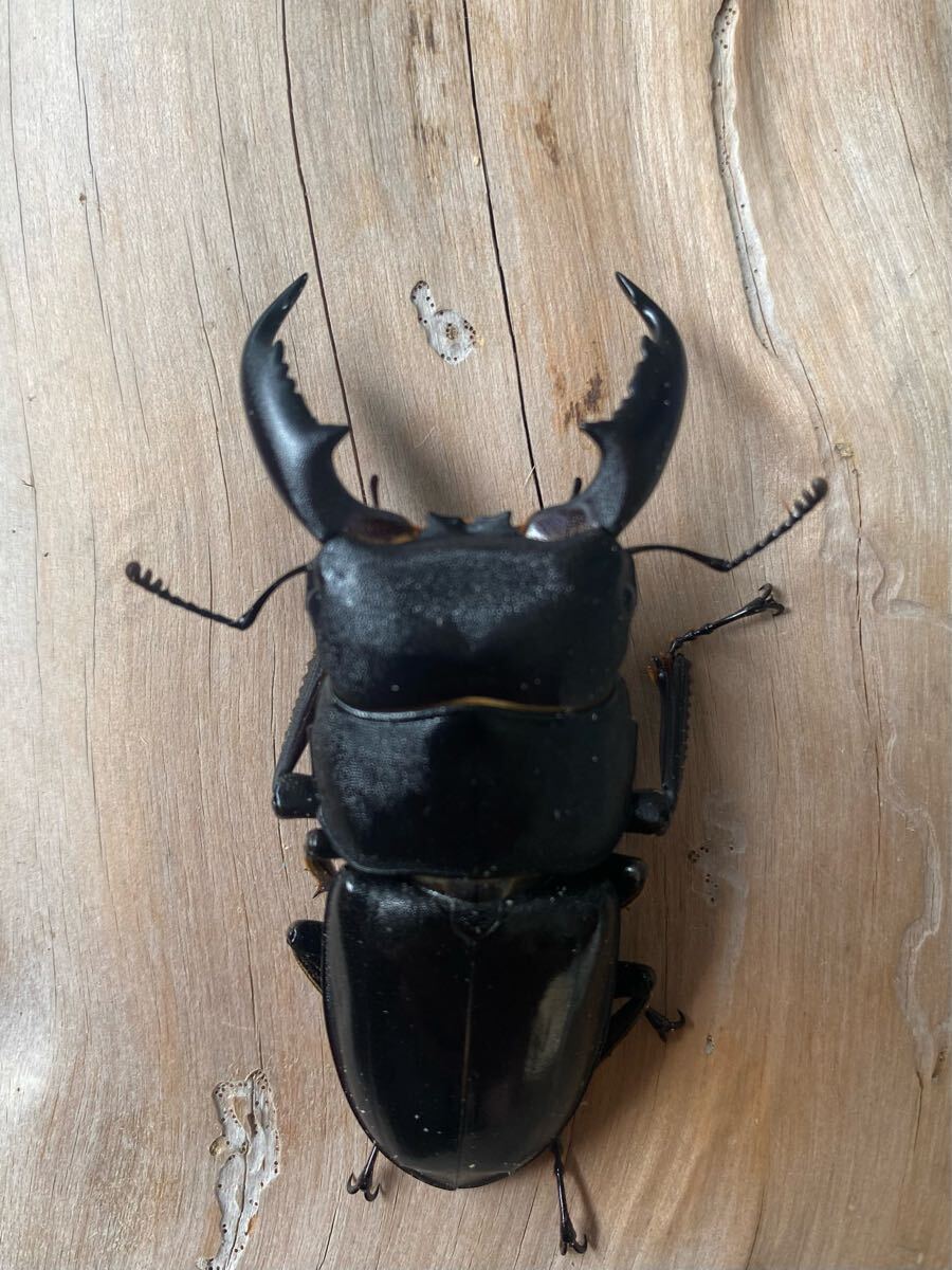 Yahoo!オークション - マリンドッケオオヒラタ ペア CBF1 トリフォス産