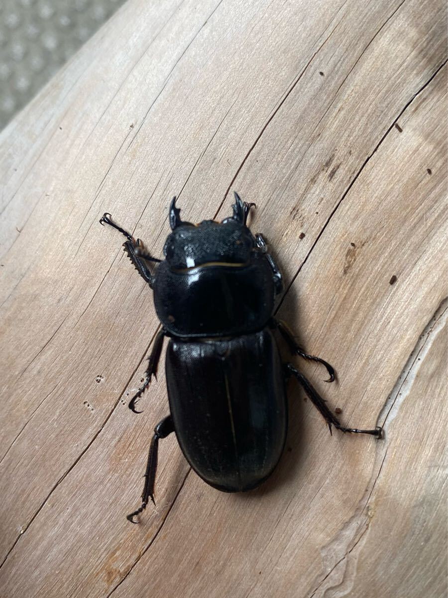 Yahoo!オークション - マリンドッケオオヒラタ ペア CBF1 トリフォス産