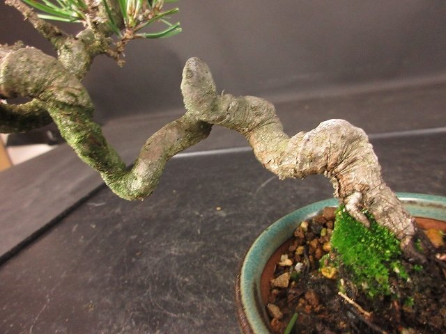 Yahoo!オークション - 【盆栽 樂屋】 黒松 クロマツB94 小品盆栽 5/4