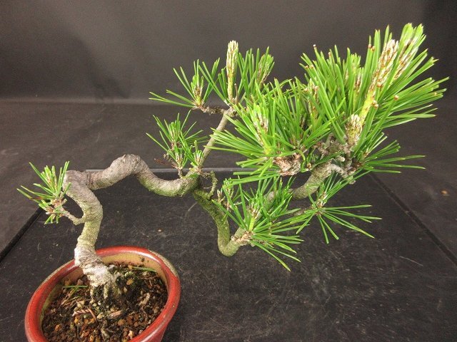 Yahoo!オークション - 【盆栽 樂屋】 黒松 クロマツB96 小品盆栽 5/4
