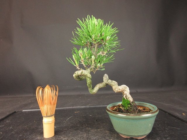 Yahoo!オークション - 【盆栽 樂屋】 黒松 クロマツB94 小品盆栽 5/4