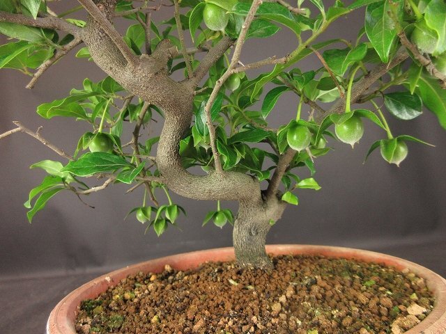 Yahoo!オークション - 【盆栽 樂屋】 トキワ柿 (実付き) BB20 中品盆栽...