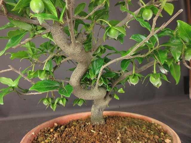 Yahoo!オークション - 【盆栽 樂屋】 トキワ柿 (実付き) BB20 中品盆栽...
