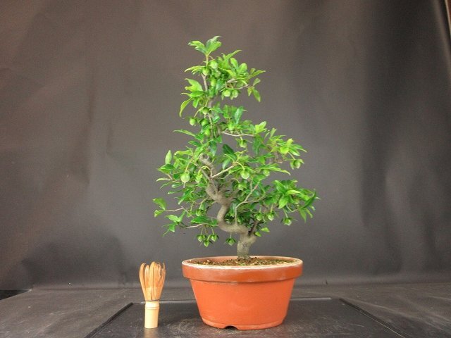 Yahoo!オークション - 【盆栽 樂屋】 トキワ柿 (実付き) BB20 中品盆栽...