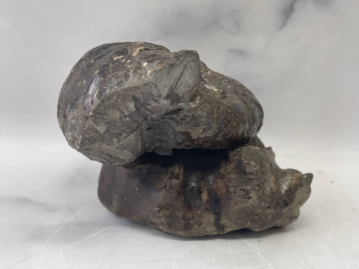 日本の化石 アンモナイト 北海道 約W12㎝×H11㎝×D14㎝ 重量1.65kg 管理CB001(化石)｜売買されたオークション情報、yahooの商品情報をアーカイブ公開 - オークファン ...