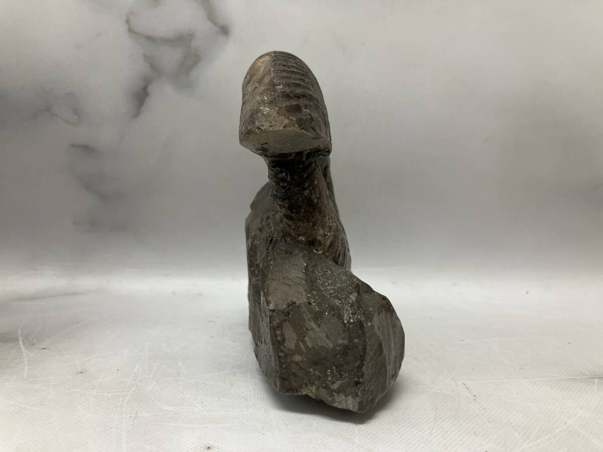 【樂淘letao】日本代購代標第一品牌－日本の化石 アンモナイト 北海道 約13.5cm×11.5cm×5cm 重量981g 管理AM002