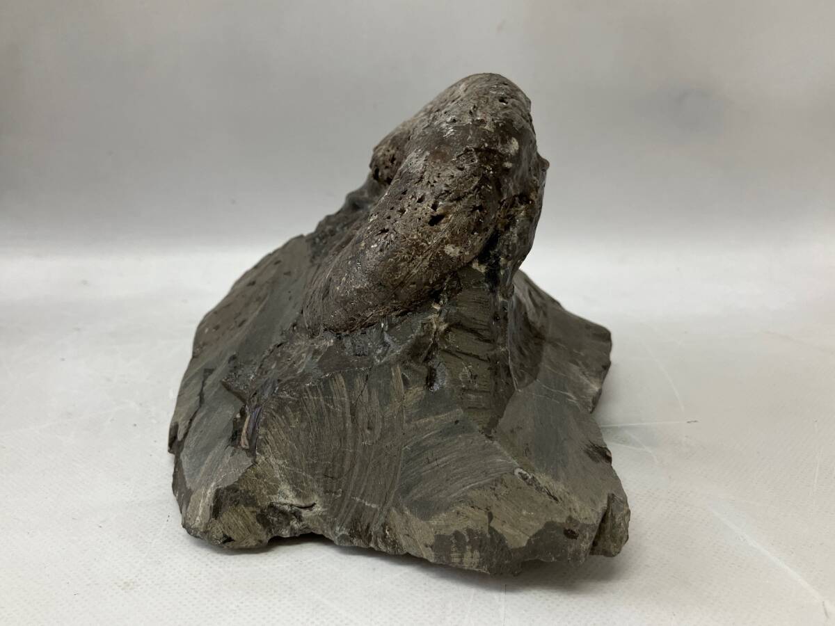 【樂淘letao】日本代購代標第一品牌－日本の化石 アンモナイト 北海道 約12cm×9cm×12cm 重量1170g 管理AM008