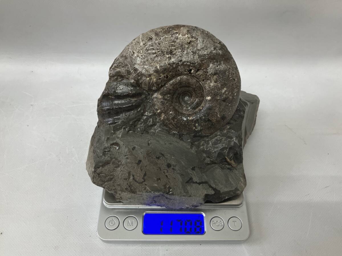 【樂淘letao】日本代購代標第一品牌－日本の化石 アンモナイト 北海道 約12cm×9cm×12cm 重量1170g 管理AM008