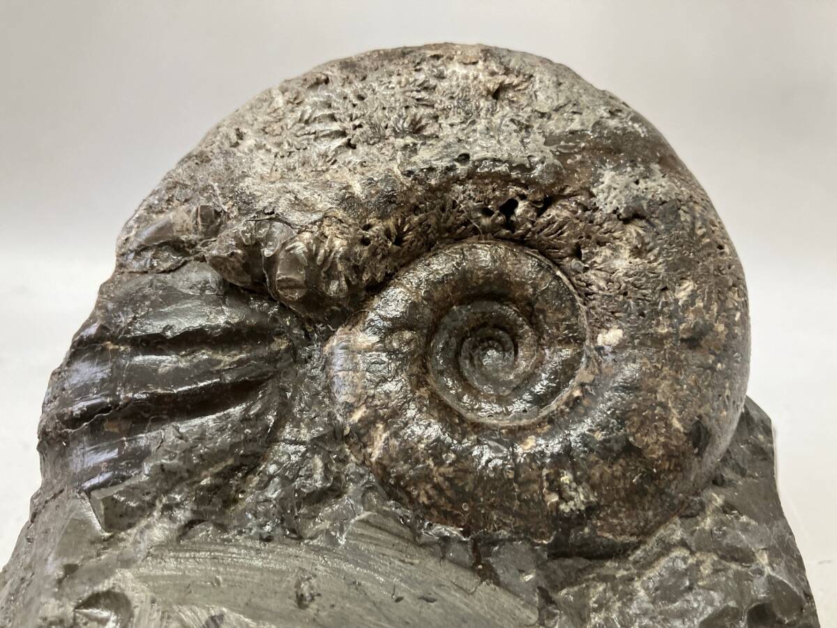 【樂淘letao】日本代購代標第一品牌－日本の化石 アンモナイト 北海道 約12cm×9cm×12cm 重量1170g 管理AM008