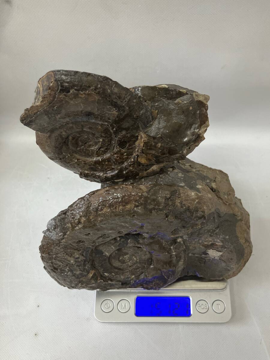 【樂淘letao】日本代購代標第一品牌－日本の化石 アンモナイト 北海道 約15cm×15cm×11cm 重量1512g 管理AM007