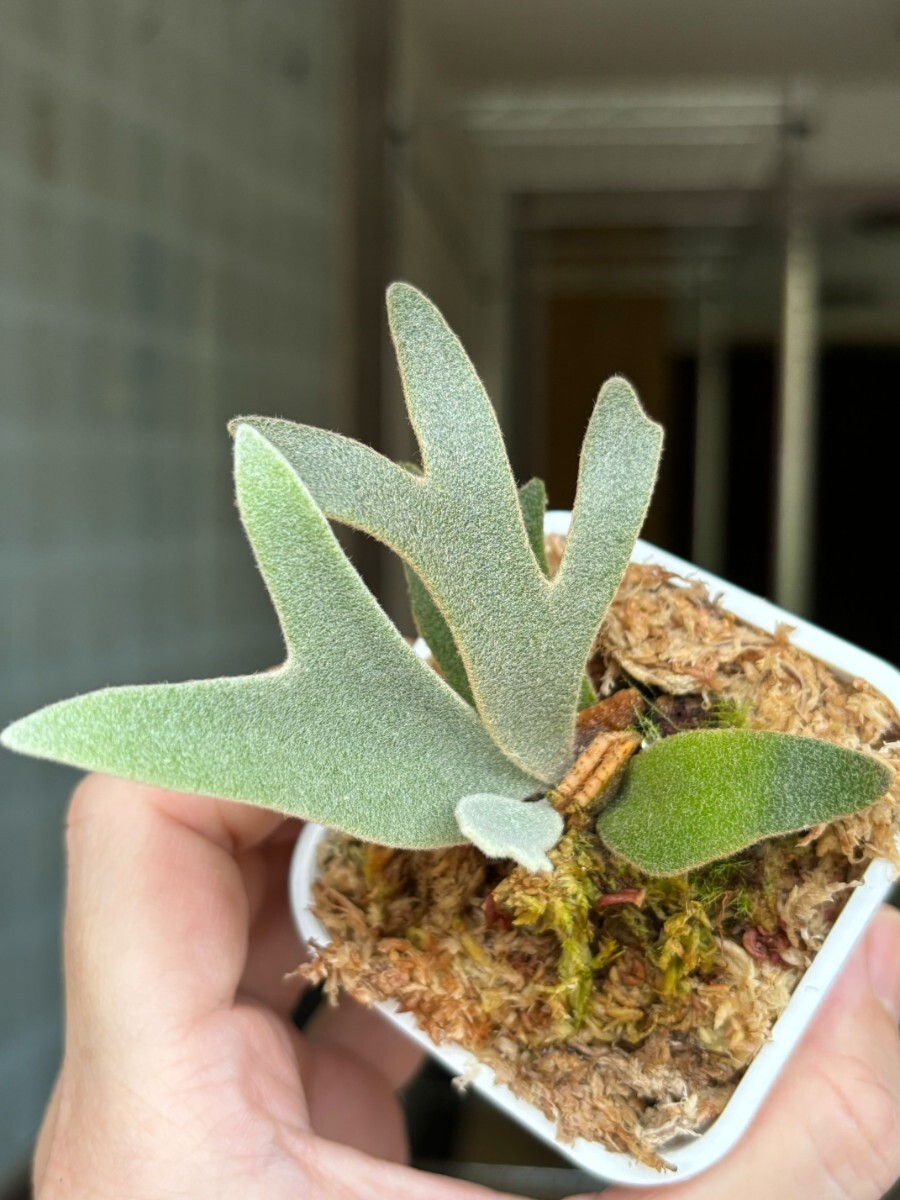 Yahoo!オークション - E6 P.Willinckii Jenny TC