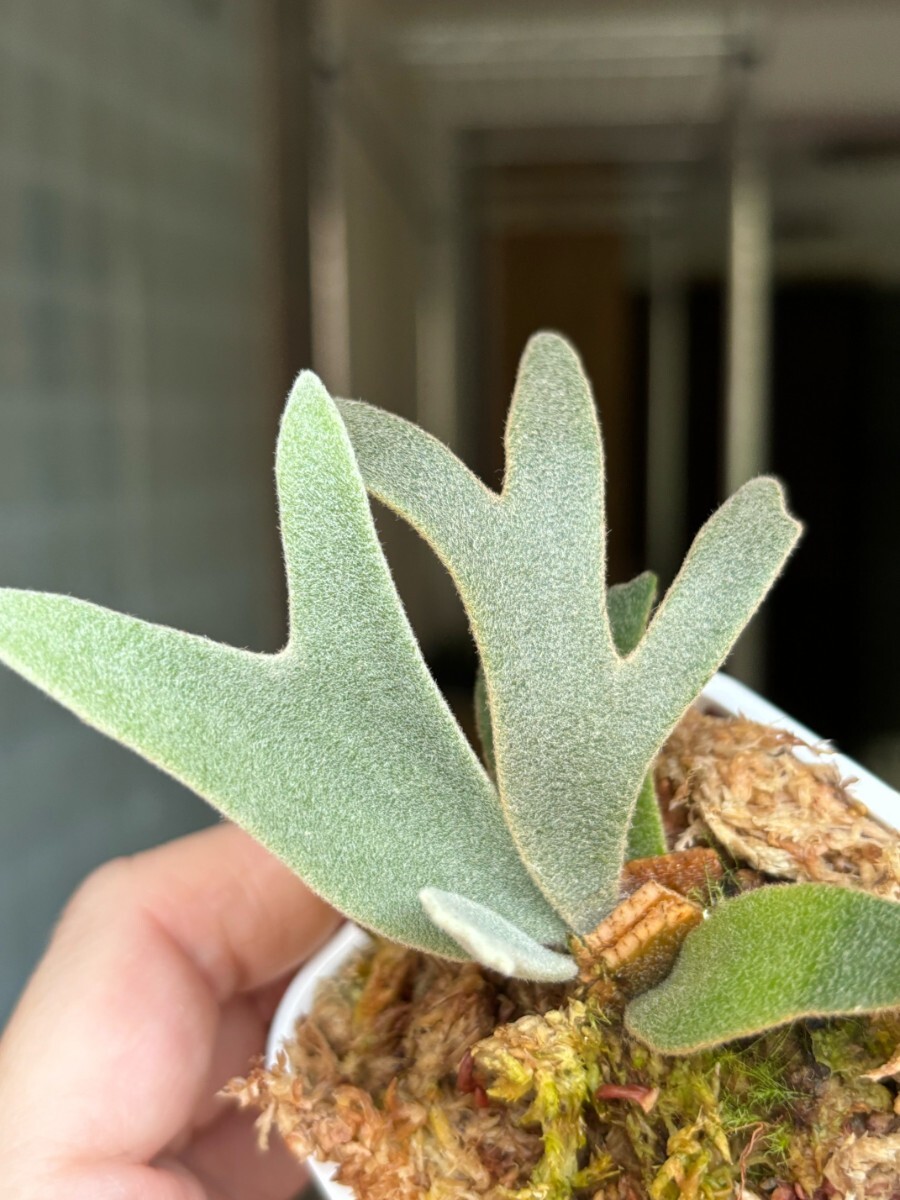 Yahoo!オークション - E6 P.Willinckii Jenny TC