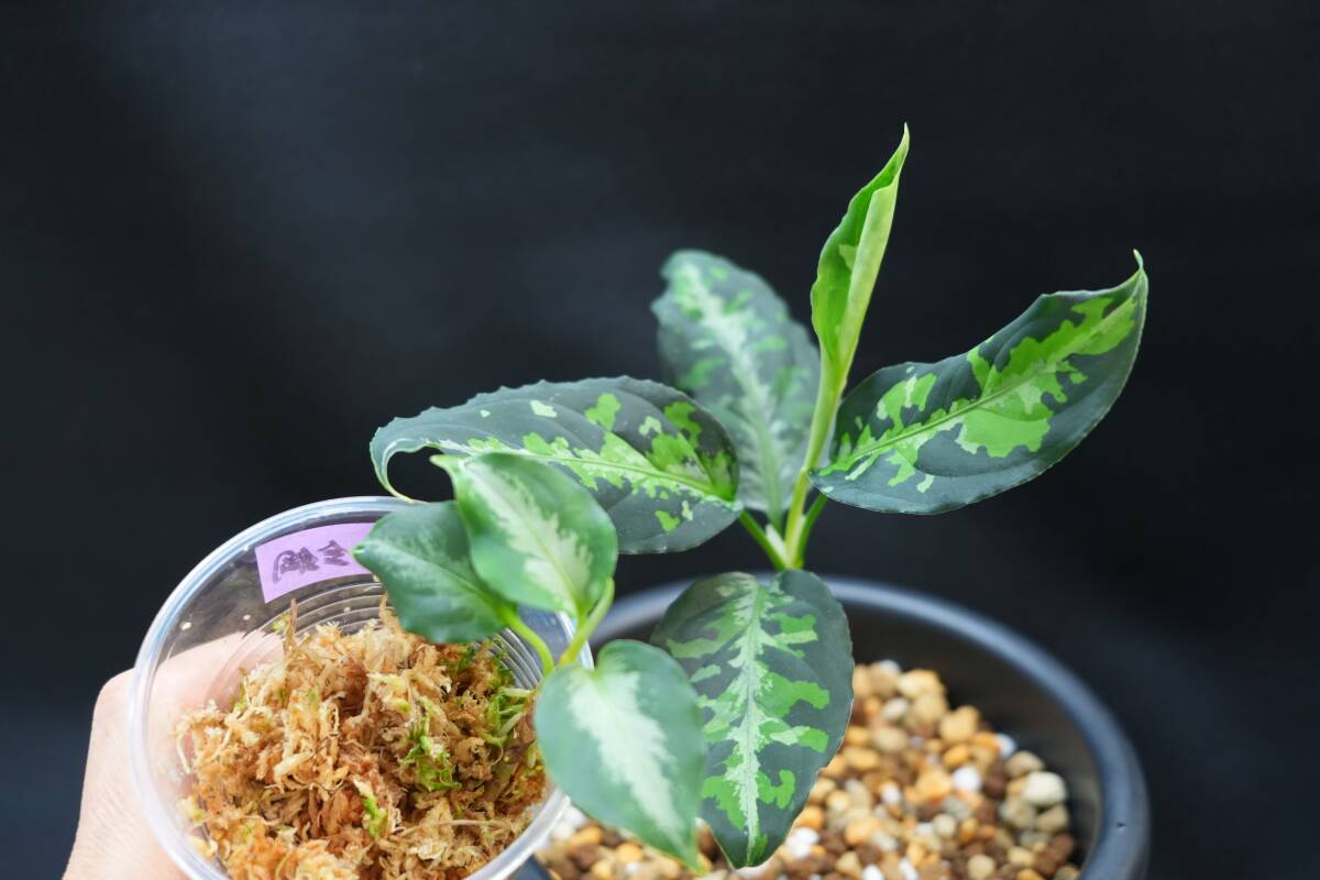 Yahoo!オークション - Aglaonema pictum “金剛”元祖DFS from Sumatra...