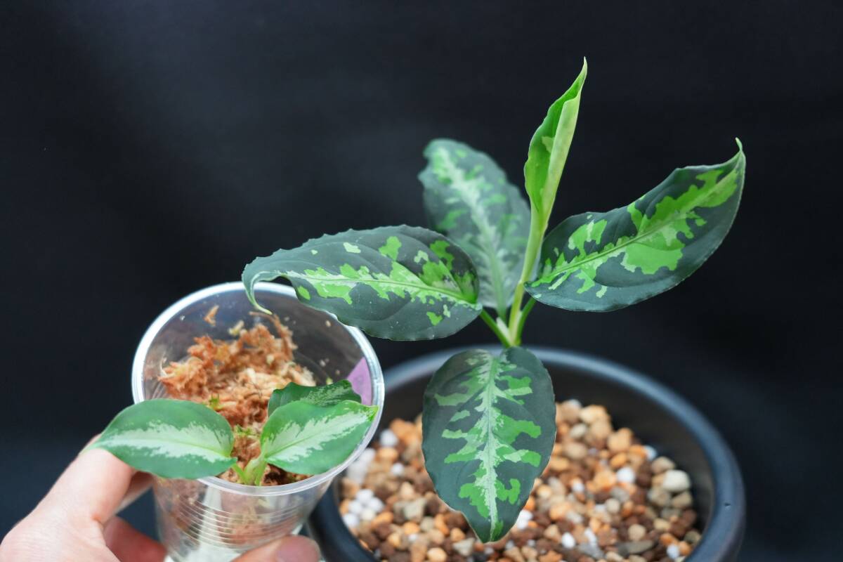 Yahoo!オークション - Aglaonema pictum “金剛”元祖DFS from Sumatra...