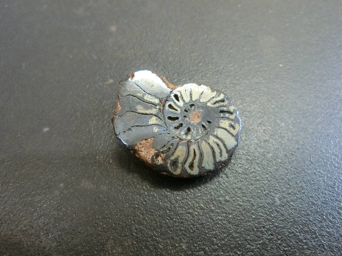 Yahoo!オークション - アンモナイト ammonite 化石 5.9g