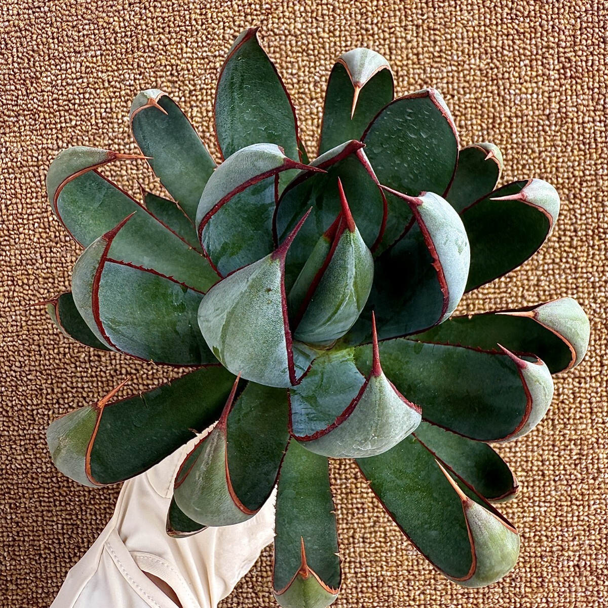 Yahoo!オークション - 【MCGRADY-PLANTS】R109 アガベ Mangave Praying...