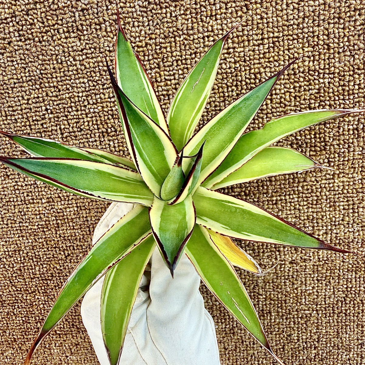 Yahoo!オークション - 【MCGRADY-PLANTS】R278 激レア高級品種 多肉植...