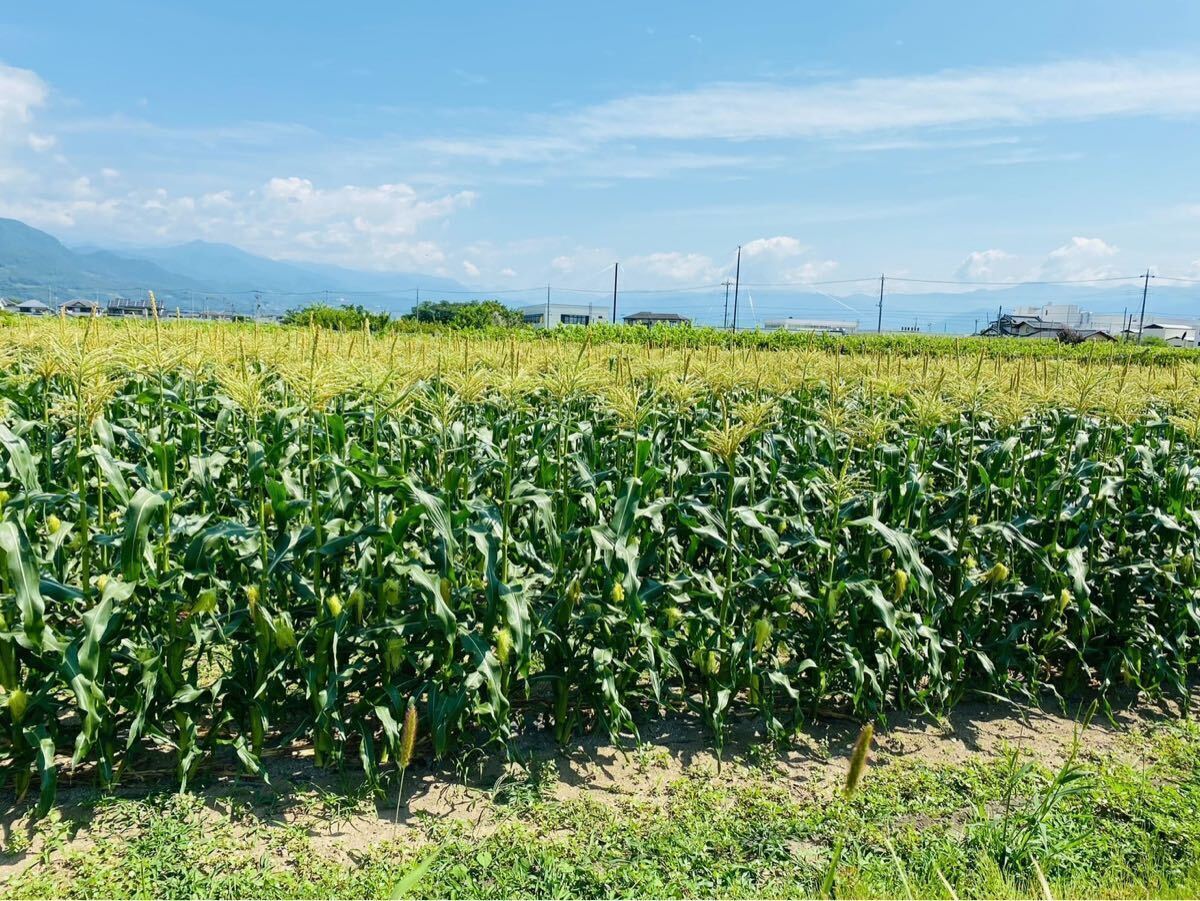 Yahoo!オークション - ya80 山梨県産 ヤングコーン ベビーコーン 新鮮 ...