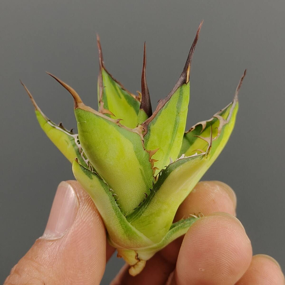 Yahoo!オークション - 【龍園觀】No.A121 希少 アガベ " ホリダ錦&...