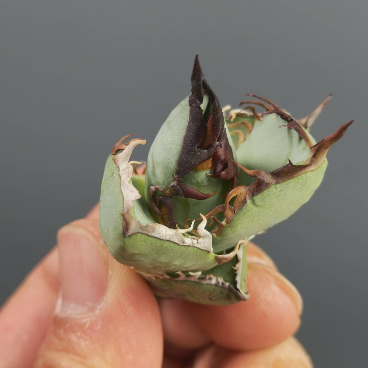 Yahoo!オークション - 【龍園觀】No.W27 新品 アガベ チタノタ オアハ...