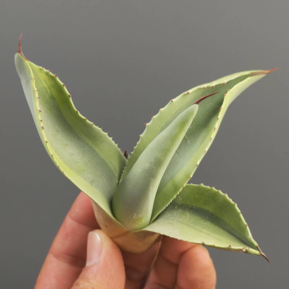 Yahoo!オークション - 【龍園觀】No.W146 大人気 アガベ オバティフォ...