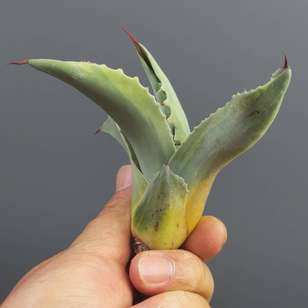 Yahoo!オークション - 【龍園觀】No.W146 大人気 アガベ オバティフォ...