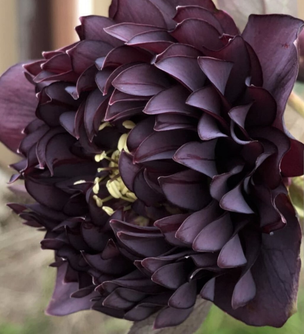 Yahoo!オークション - クリスマスローズ 種子 ddゴールドhybダー...