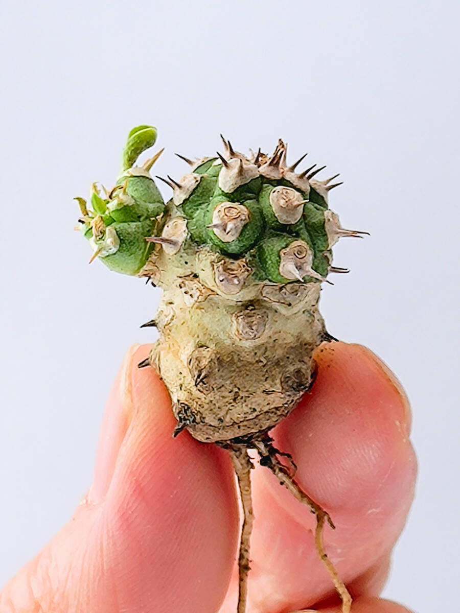 Yahoo!オークション - ユーフォルビア cv. TOM Euphorbia cv. TOM 自根...