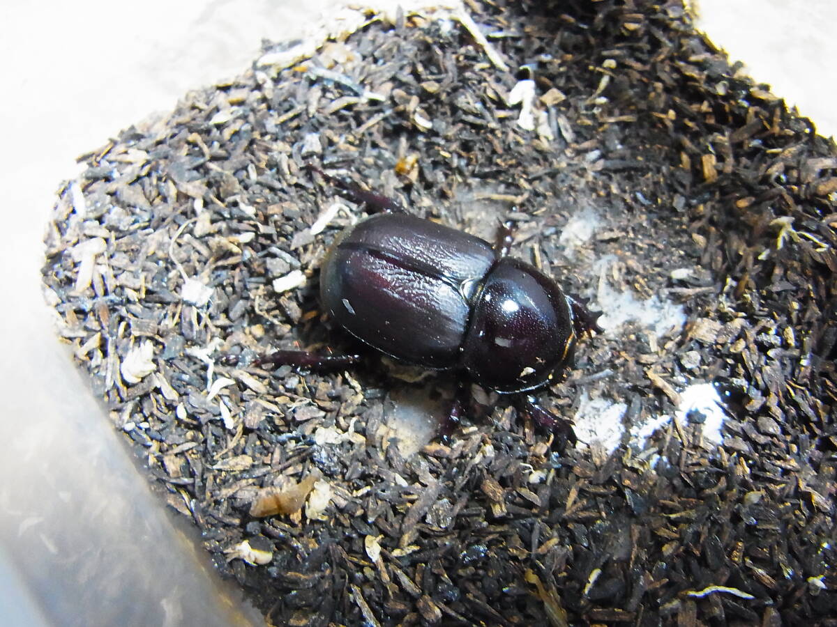 Yahoo!オークション - (Dy.OKYM) アブデルスツノカブト 未後食ペア そ...