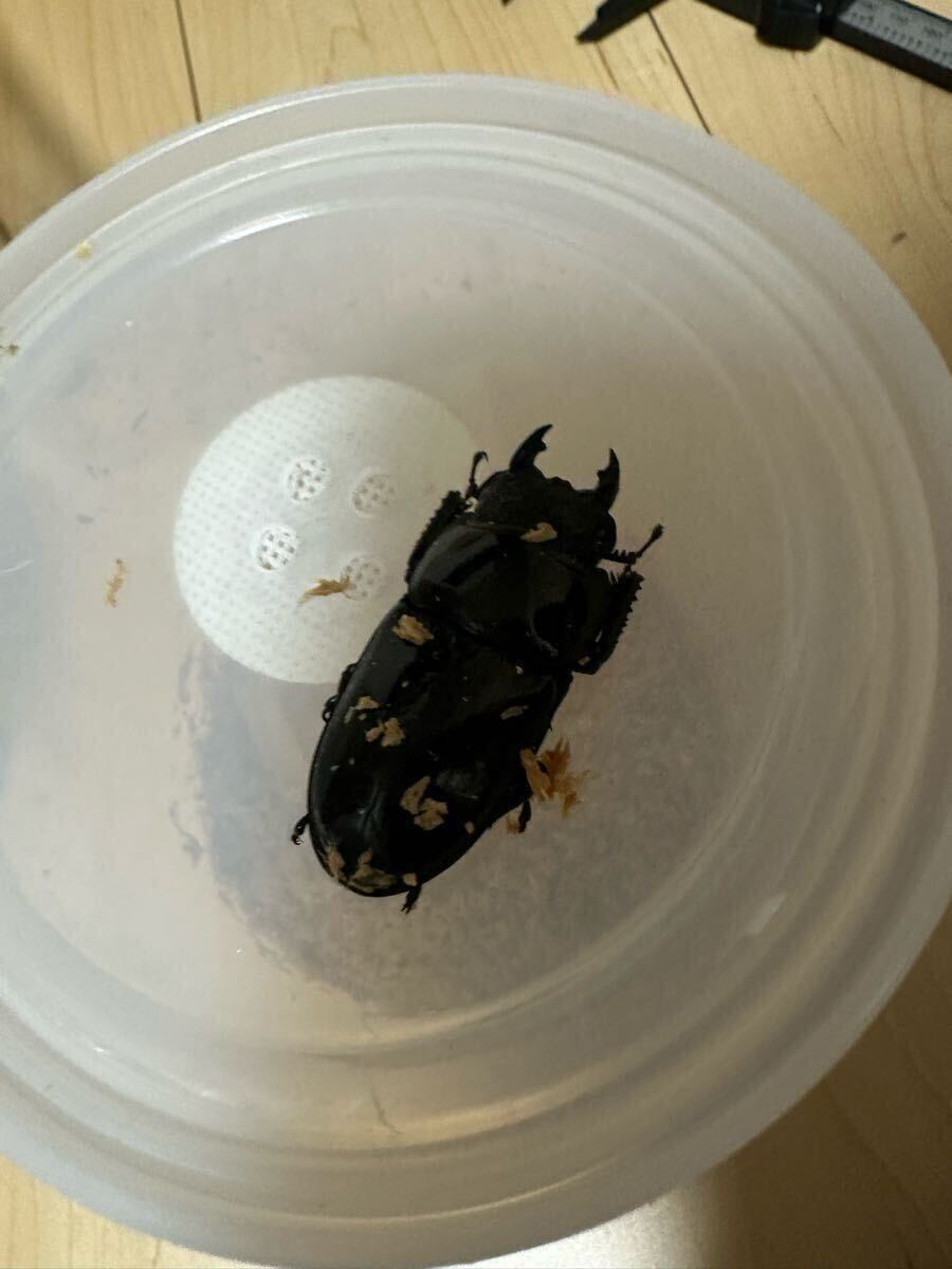 Yahoo!オークション - パラワンオオヒラタペア レッドアイ