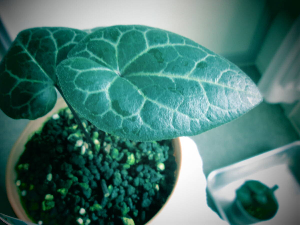 Yahoo!オークション - 千葉県産 関東寒葵 田代林道付近 亀甲 （x02...