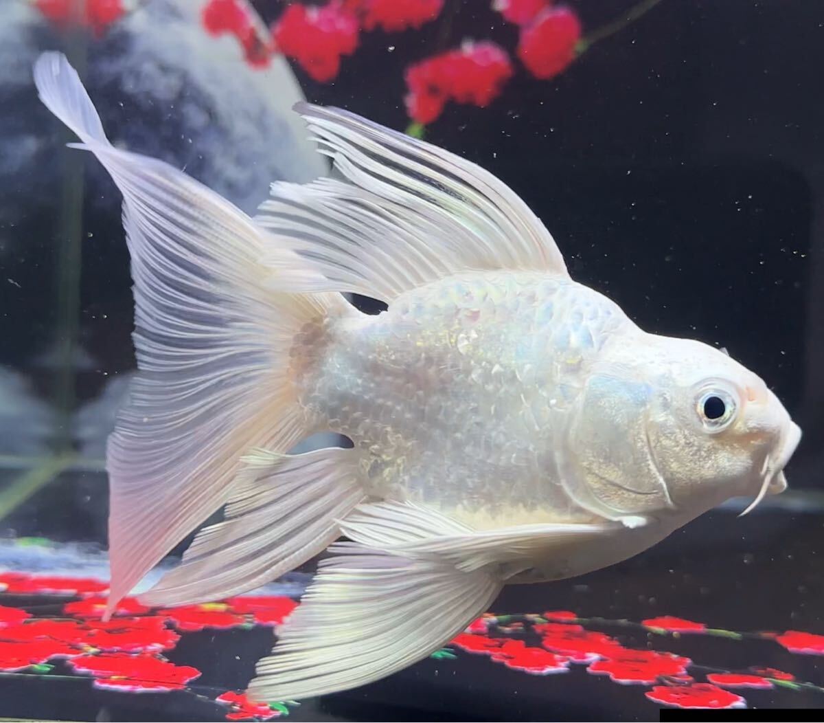 Yahoo!オークション - GPH 達磨プラチナ ヒレナガ鯉 ウルトラショート...